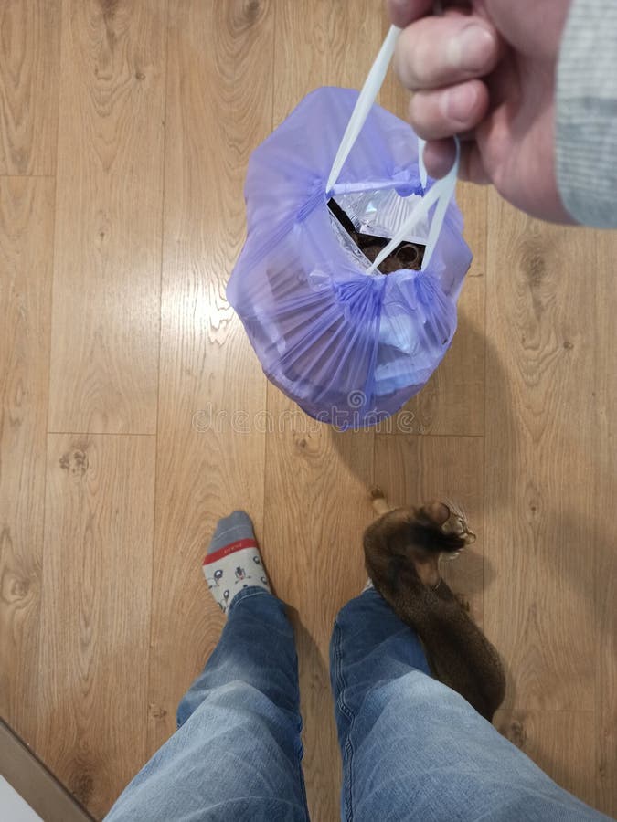 Rubbish, Garbage, Trash, Waste, Cat Stock Image - Image of trash, waste ...