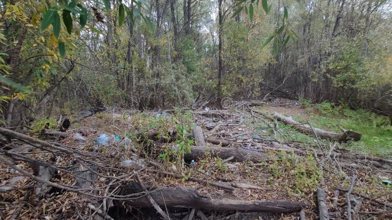 Rubbish in the forest stock photo. Image of path, outdoors - 160588222