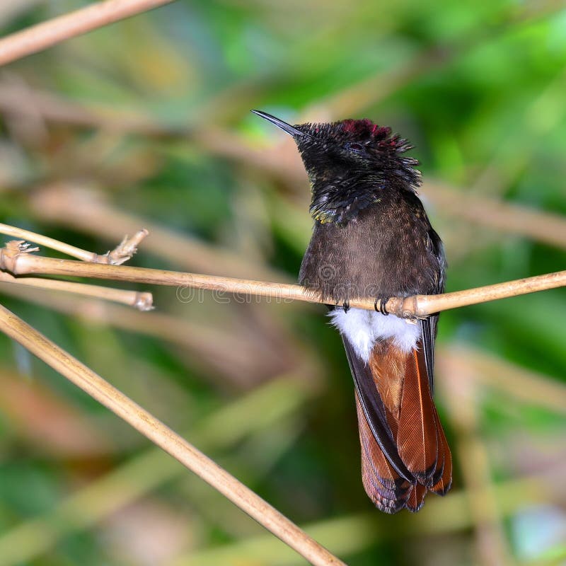 Rubby topaz hummingbird stock photo. Image of bird, venezuela - 25468346