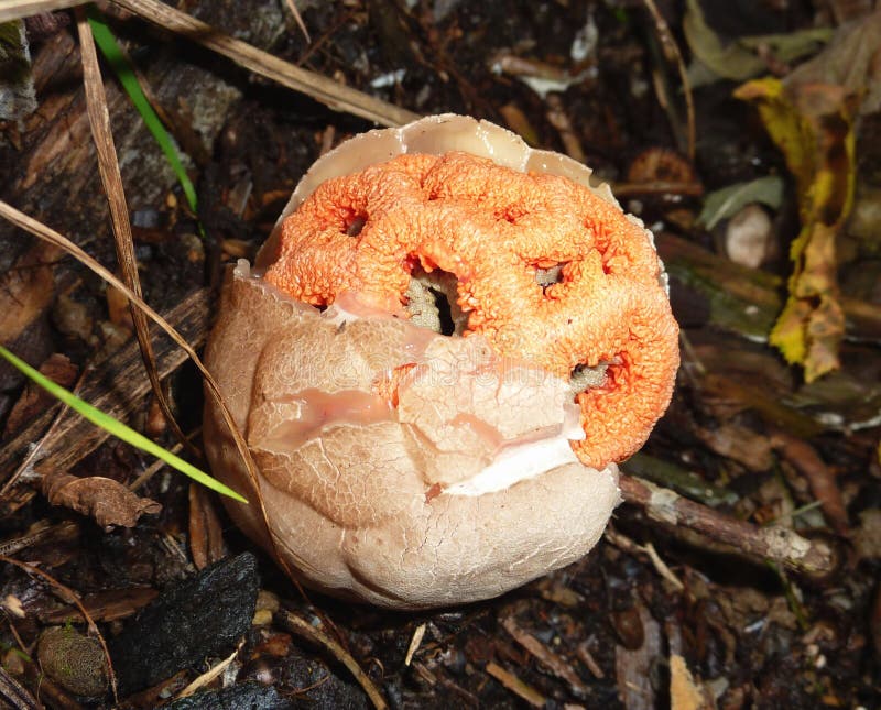 El Ruber Del Clathrus Es Una Especie De Hongo En La Familia Del ...