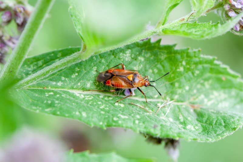 Ruber Mirid Bug, Deraeocoris Ruber, on a Plant Stock Image - Image of ...