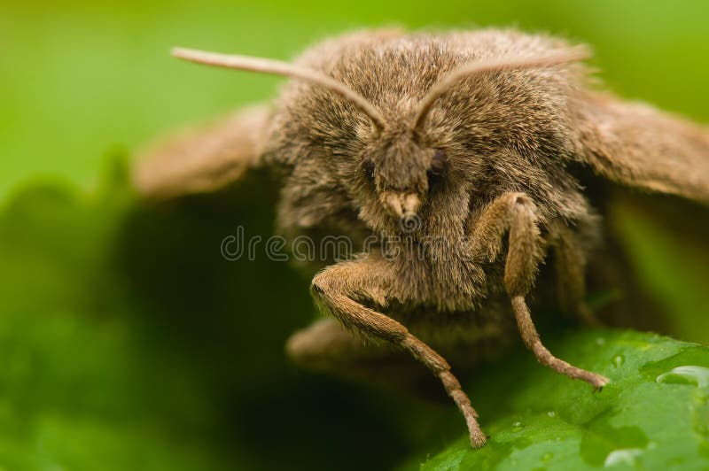 Rubi van Macrothylacia stock afbeelding. Image of mooi - 25138903