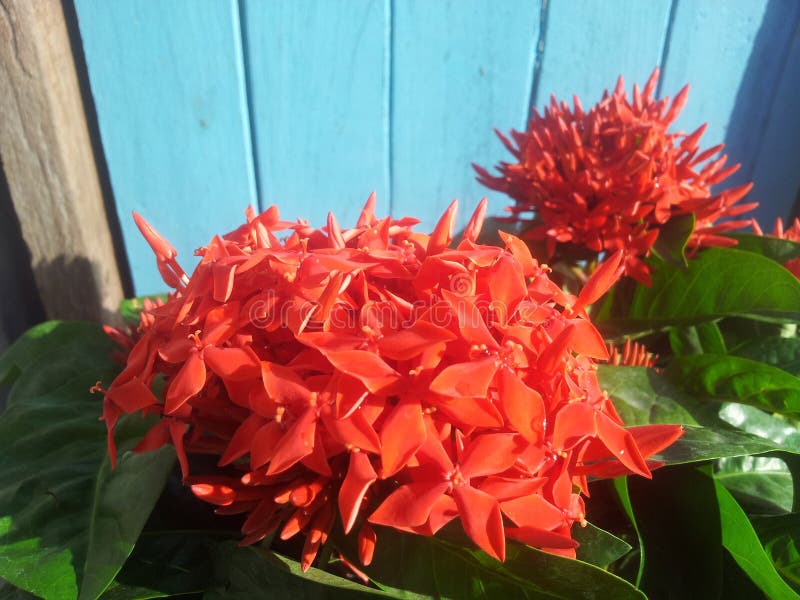 Rubiaceae stock afbeelding. Image of boom, deur, bloemblaadje - 42962731