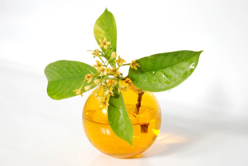 RUBIACEAE FLOWER stock photo. Image of glass, aroma, aromatic - 37556314