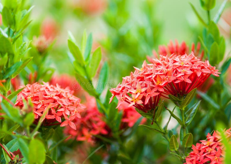 Rubiaceae flower stock photo. Image of abstract, close - 35190278