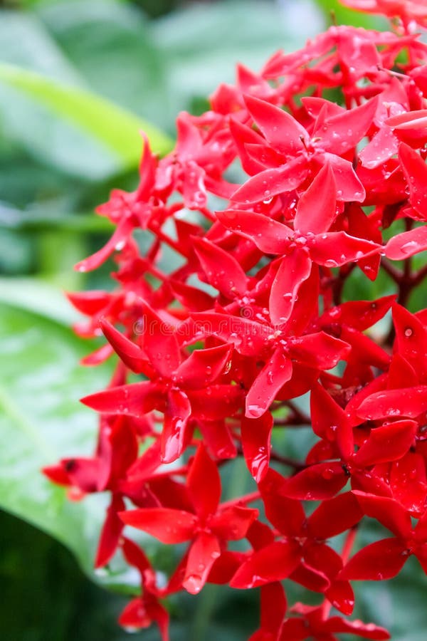 Rubiaceae flower stock image. Image of colorful, botany - 35190327