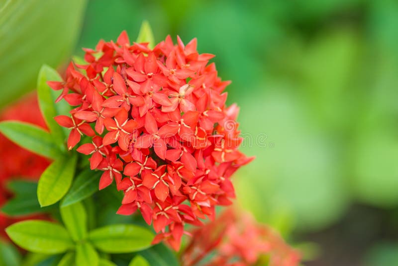 Rubiaceae flower stock image. Image of floral, color - 39866337