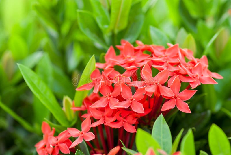 Rubiaceae flower stock image. Image of colorful, botany - 35190327