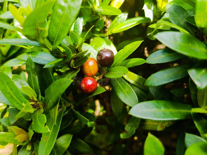 Rubiaceae Fruit Bunch with Around the Leaves Stock Photo - Image of ...