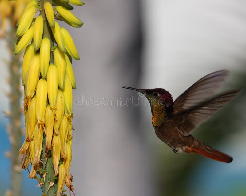 Rubin-throated Kolibri U. X28; Archilochus Colubris& X29; Stockfoto ...