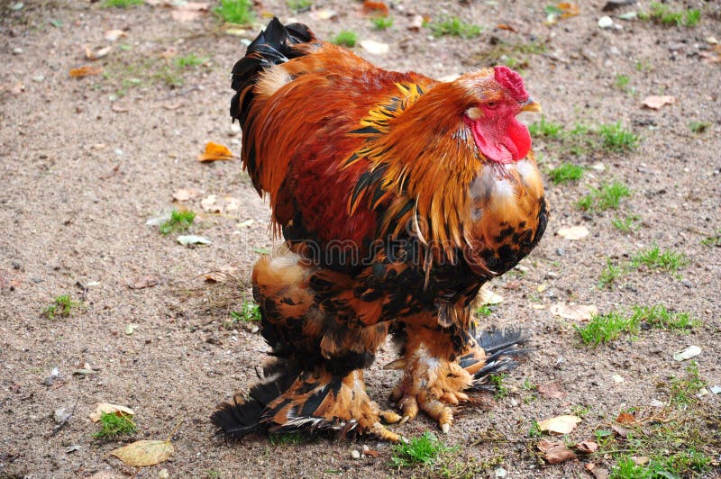 Foto Stock e immagini a tema Pennuto - Scarica 10,814 foto