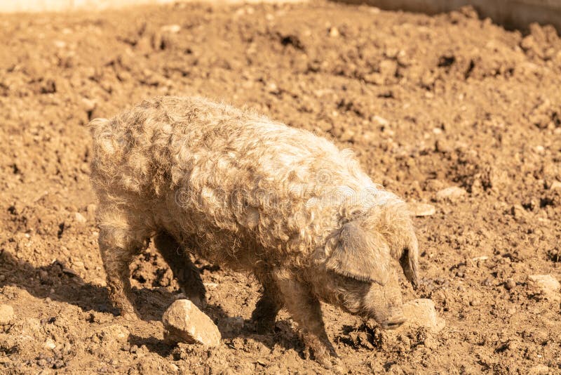 Rubio joven lanudo foto de archivo. Imagen de robusto - 215547434