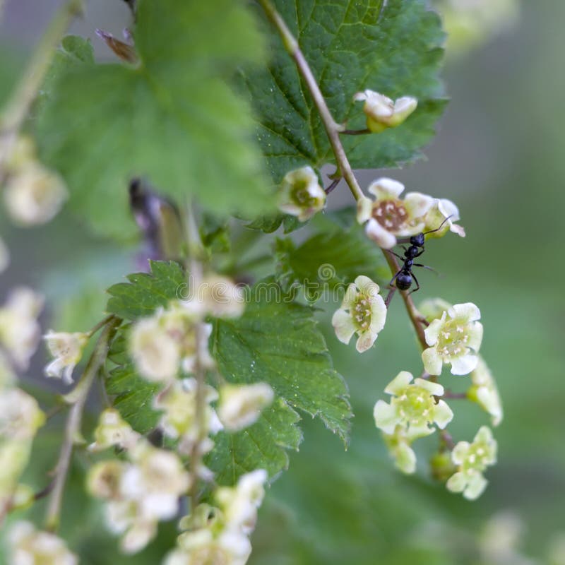 Rubrum De Ribes, Fleurs De Groseille Rouge Photo stock - Image du lames ...