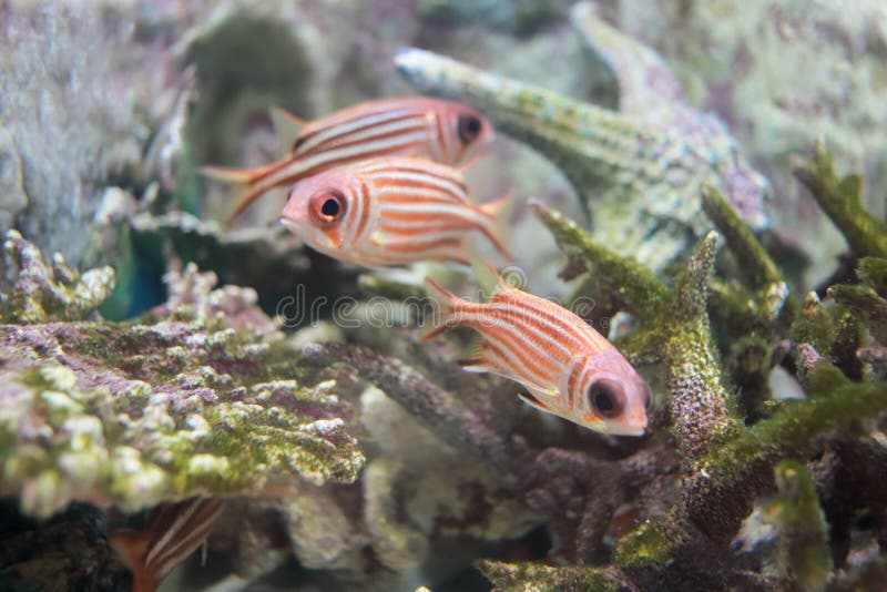 Rubrum de Sargocentron foto de stock. Imagem de fundo - 73049830