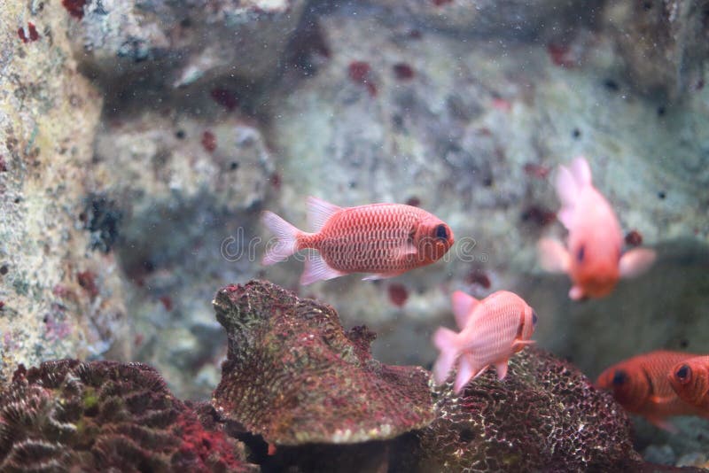 Rubrum de Sargocentron foto de archivo. Imagen de sabido - 73963496