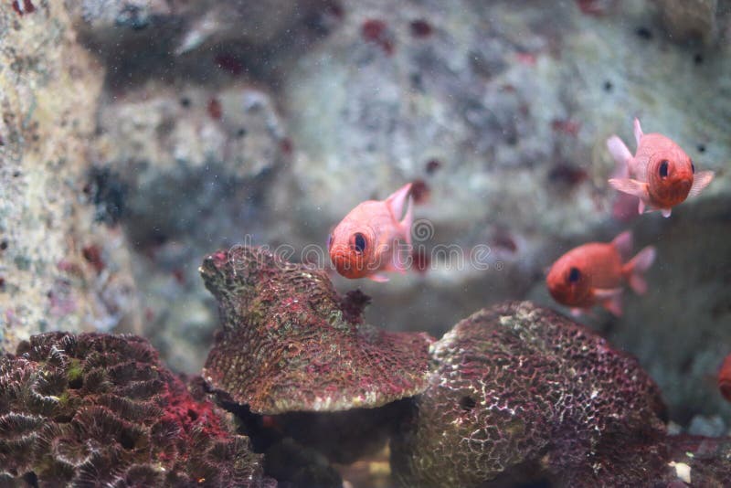 Rubrum de Sargocentron foto de stock. Imagem de vermelho - 73965466