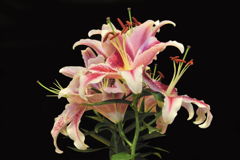 Rubrum Lily stock photo. Image of flower, closeup, liliaceae - 33590120