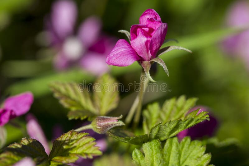 Rubus arcticus stock photo. Image of eating, mountain - 93392746