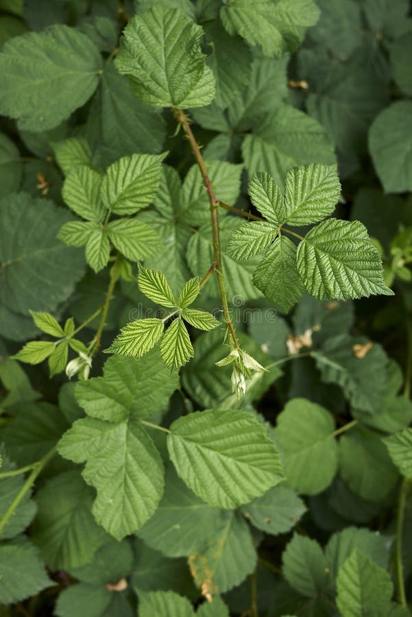 Rubus Caesius Branch Close Up Stock Image - Image of caesius, botany ...