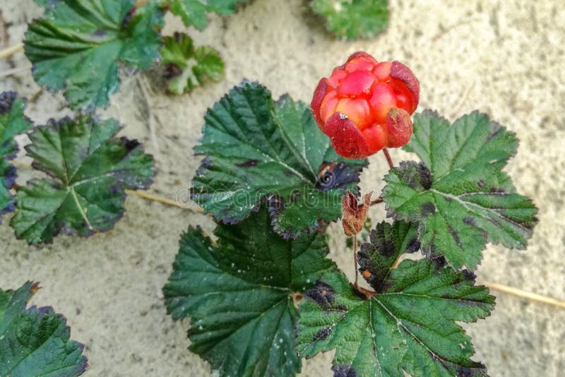 Rubus chamaemorus stock image. Image of branch, healthy - 172219041