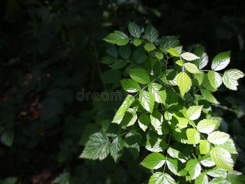 Rubus coreanus Miq stock photo. Image of thorn, jiaogulan - 93048368