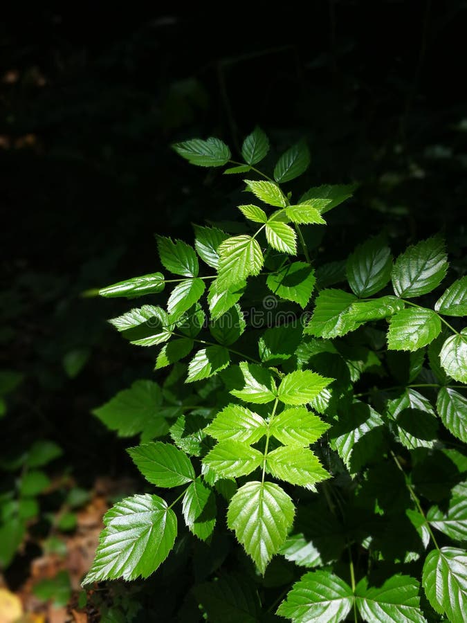 Rubus coreanus Miq stock photo. Image of thorn, jiaogulan - 93048368