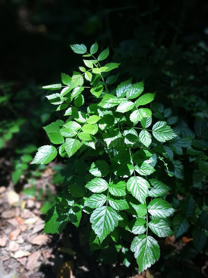 Rubus coreanus Miq stock photo. Image of thorn, jiaogulan - 93048368