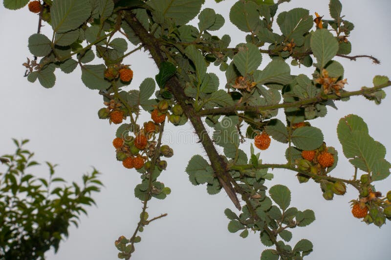 Rubus Ellipticus, Commonly Known As Golden Himalayan Raspberry, or ...