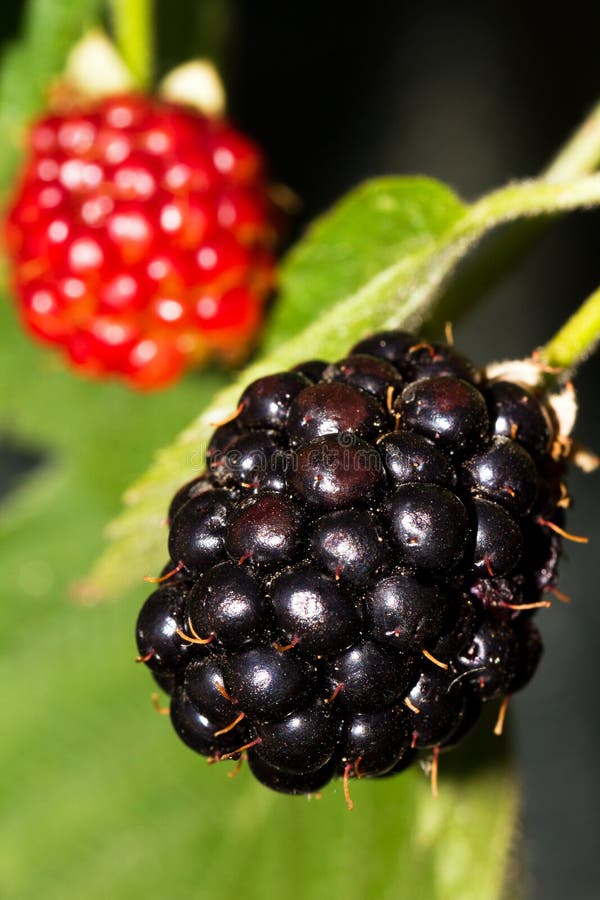 Rubus fruit stock image. Image of rubus, bramble, berry - 27468277