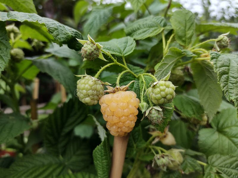 Rubus Idaeus Golden Everest Stock Image - Image of fruit, perennial ...