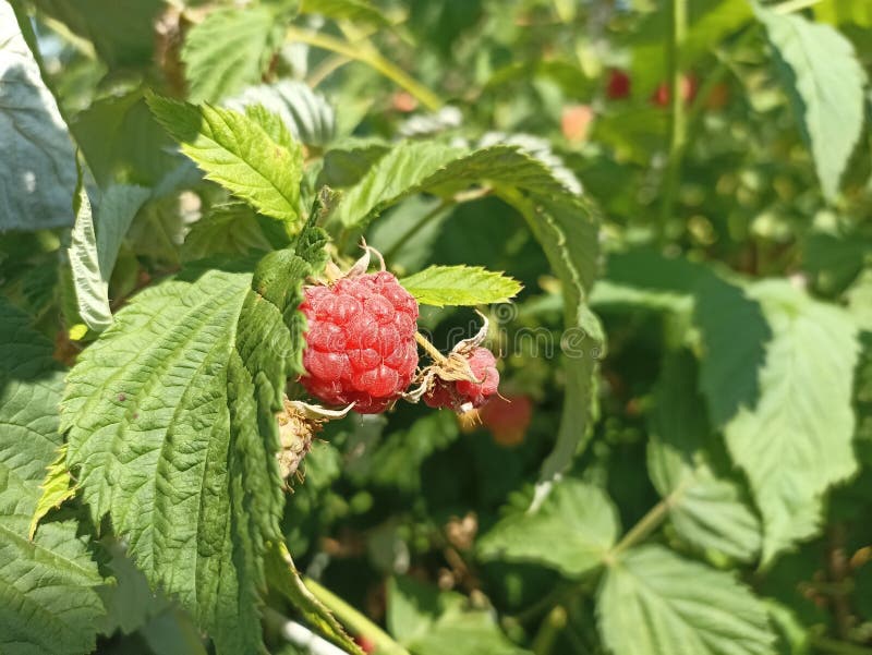 Rubus Idaeus (raspberry, Also Called Red Raspberry or Occasionally As ...