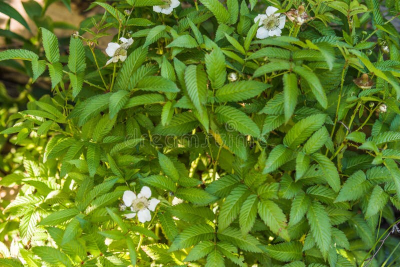 Rubus Illecebrosus, Japanese Raspberry Stock Photo - Image of japan ...