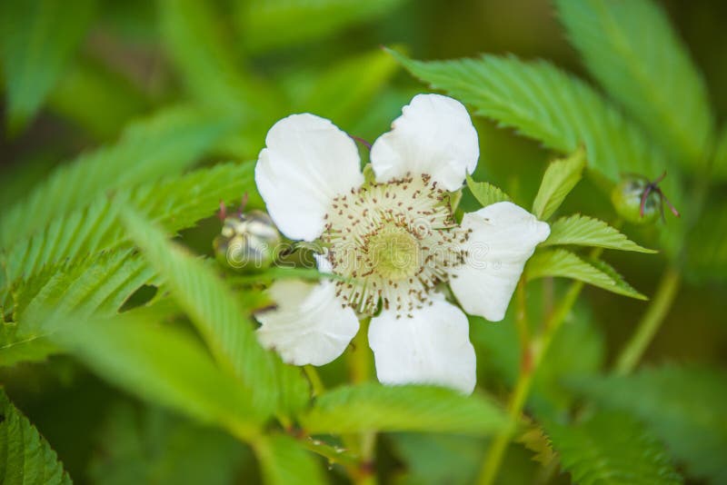Rubus Illecebrosus, Japanese Raspberry Stock Photo - Image of japan ...