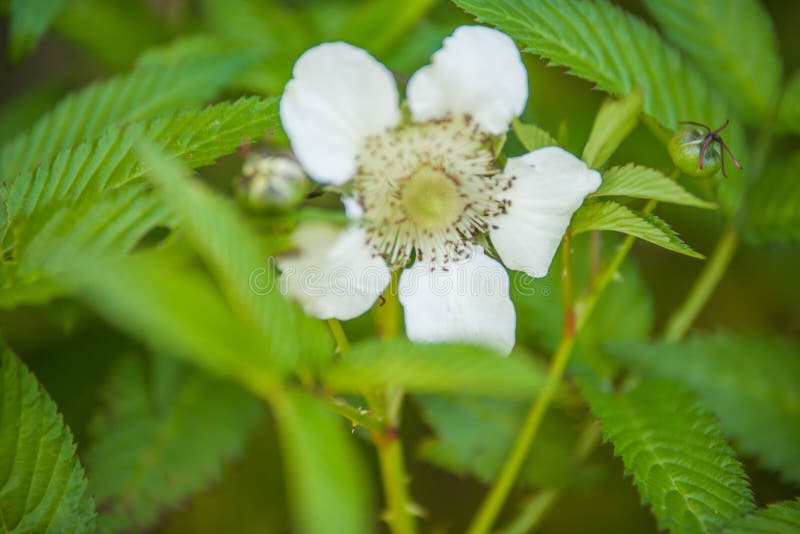 Rubus Illecebrosus, Japanese Raspberry Stock Photo - Image of japan ...