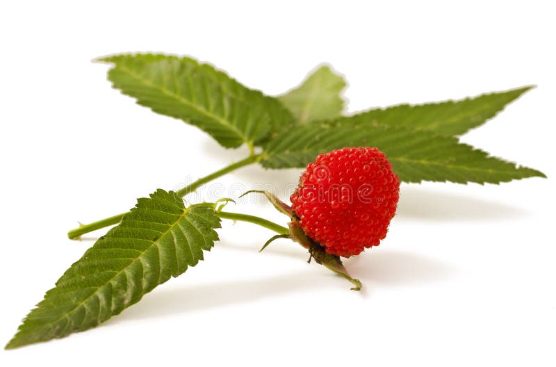 Rubus Illecebrosus, Japanese Raspberry Stock Photo - Image of japan ...