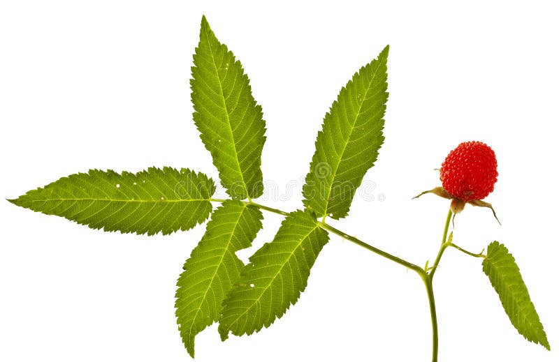Rubus Illecebrosus, Japanese Raspberry Stock Photo - Image of japan ...