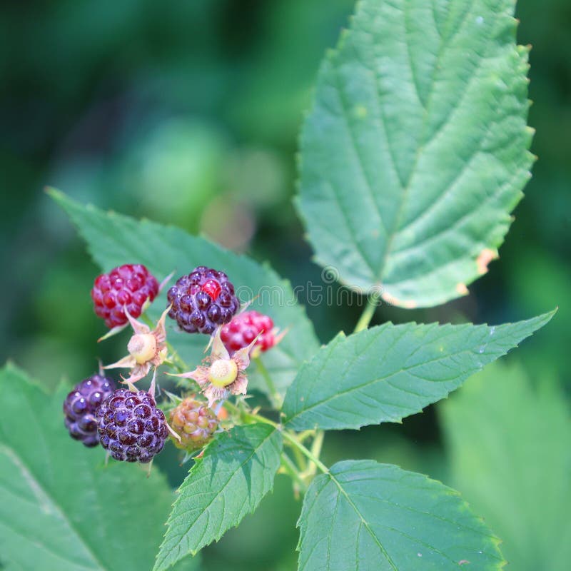 Rubus Leucodermis, Also Called Whitebark Raspberry Stock Image - Image ...