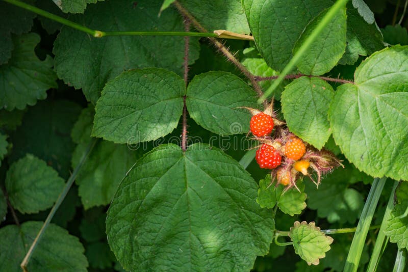 Rubus Occidentalis, Black Raspberry Stock Photo - Image of freshness ...