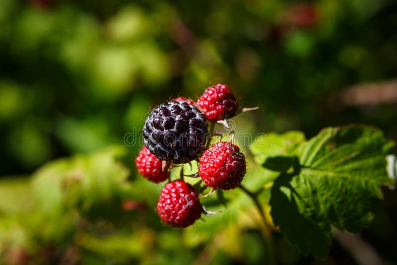 Frambuesa Negra (occidentalis Del Rubus) Imagen de archivo - Imagen de ...