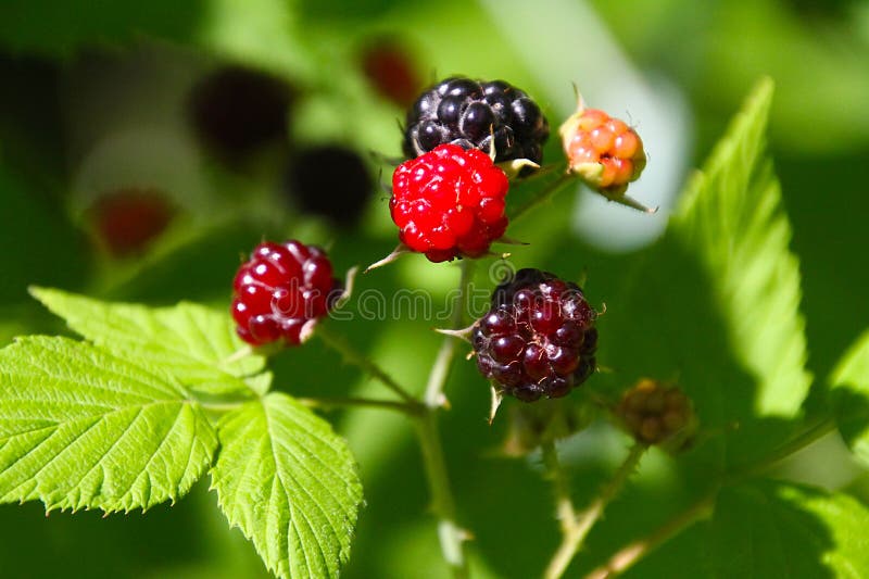 Wild Black Raspberres Ripening on the Vine - Rubus Occidentalis Stock ...