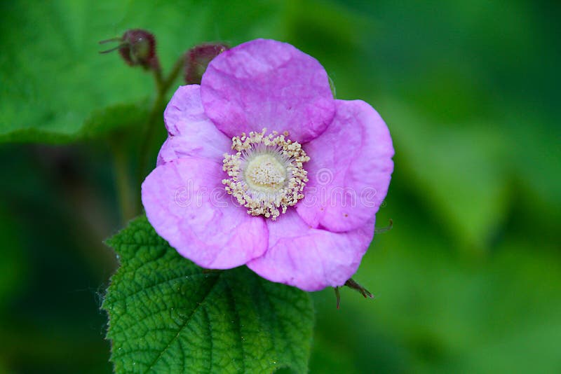 265 Purple Flowering Raspberry Stock Photos - Free & Royalty-Free Stock ...