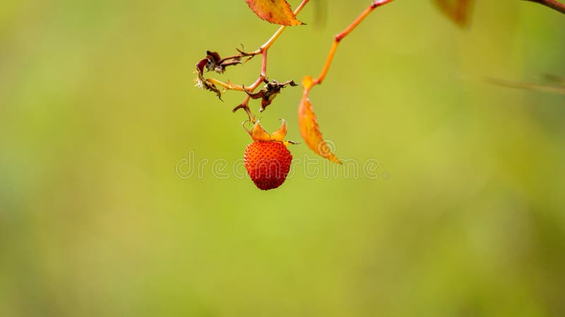 Rubus Probus (Atherton Raspberry, Wild Raspberry) Fruit. the Fruits are ...