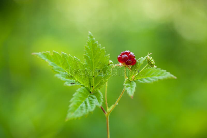 Rubus Pubescens - Trailing Raspberry Stock Photo - Image of rubus ...