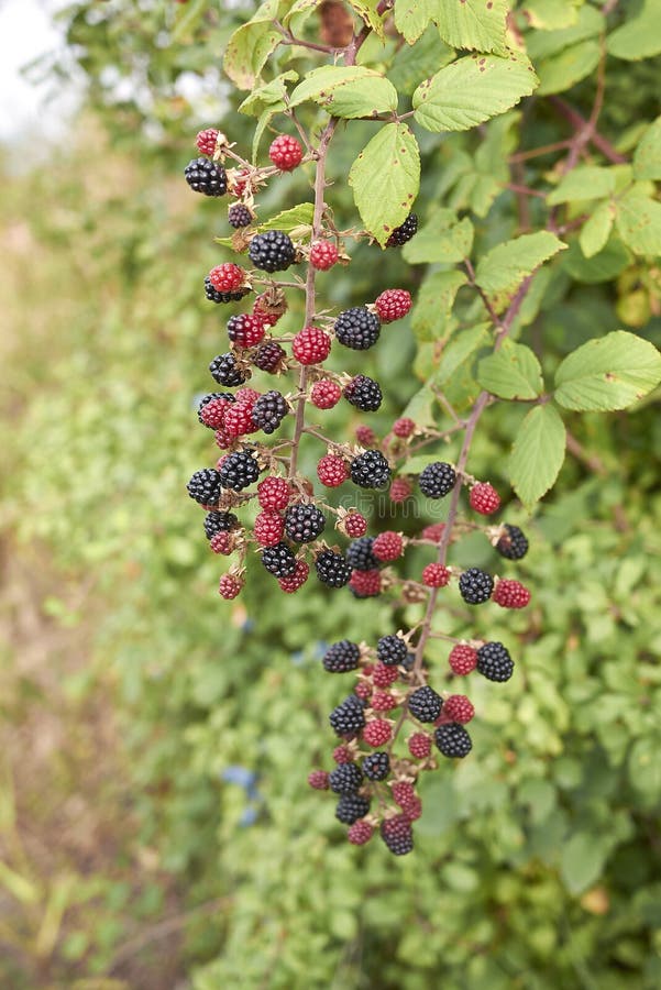 Fresh Fruit of Rubus Ulmifolius Shrub Stock Photo - Image of plant ...