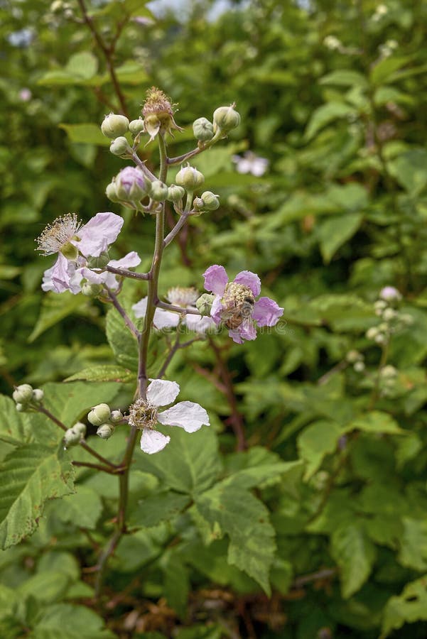 Rubus ulmifolius en fleurs photo stock. Image du botanique - 210609952