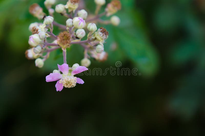 Rubus ulmifolius stock image. Image of thornless, fresh - 39426595
