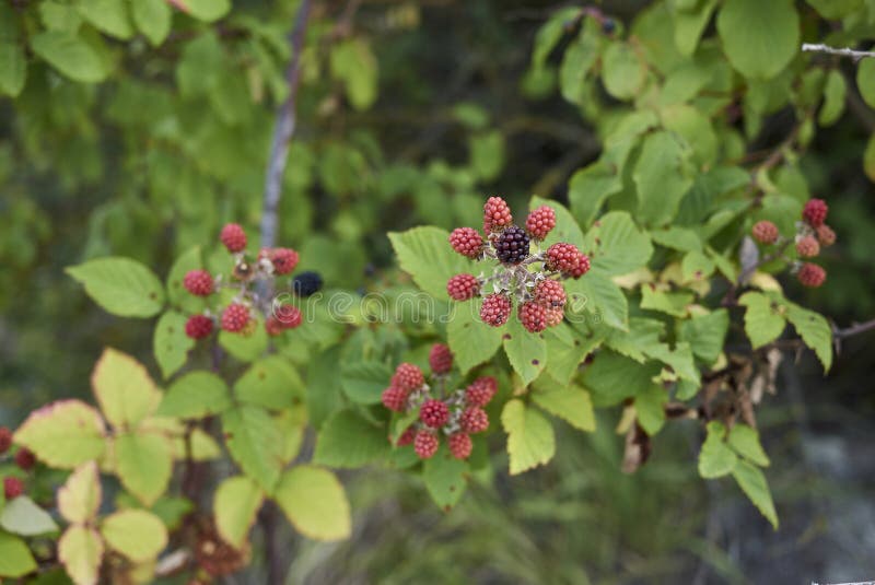 Rubus Ulmifolius Fresh Fruit Stock Photo - Image of minerals, food ...