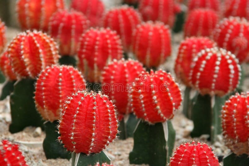 Ruby Ball Red Cactus stock photo. Image of plant, green - 34682036