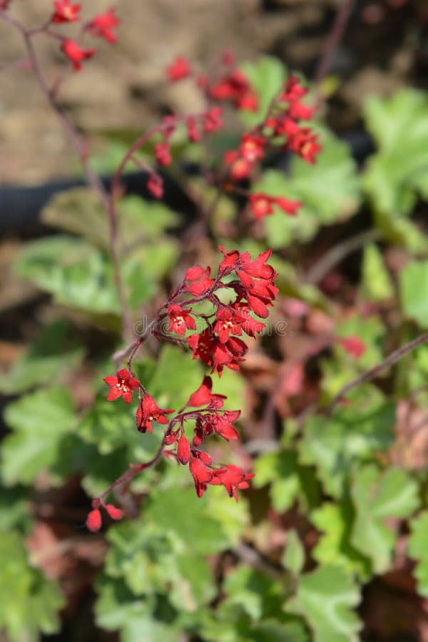 Ruby Bells stock image. Image of garden, green, plant - 147357047