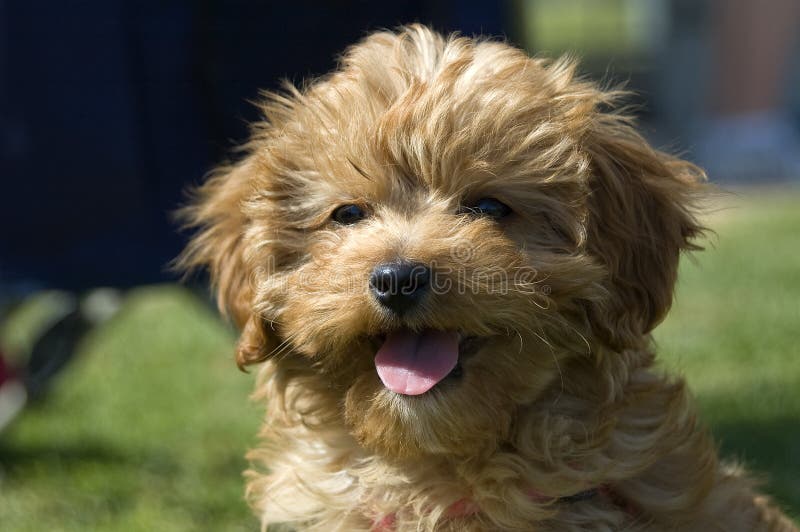 Ruby the Cavoodle stock image. Image of spaniel, puppy - 3141979